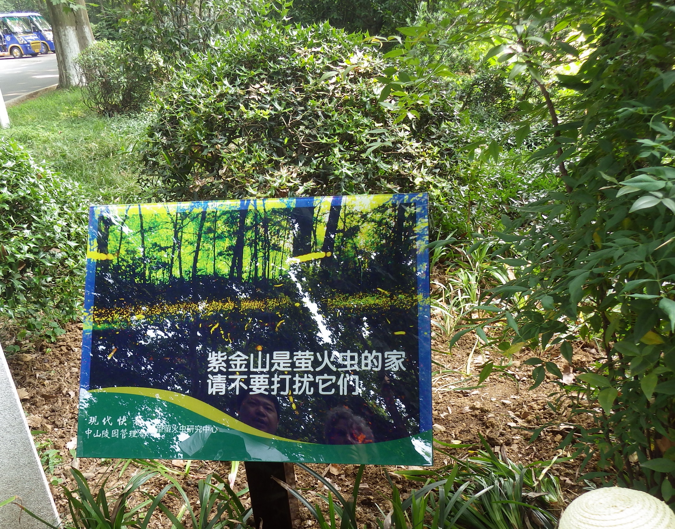 Loving Chinese fireflies to death? | Silent Sparks