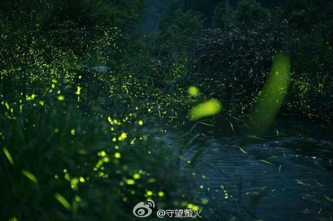 Chinese Fireflies: An Encouraging Update | Silent Sparks