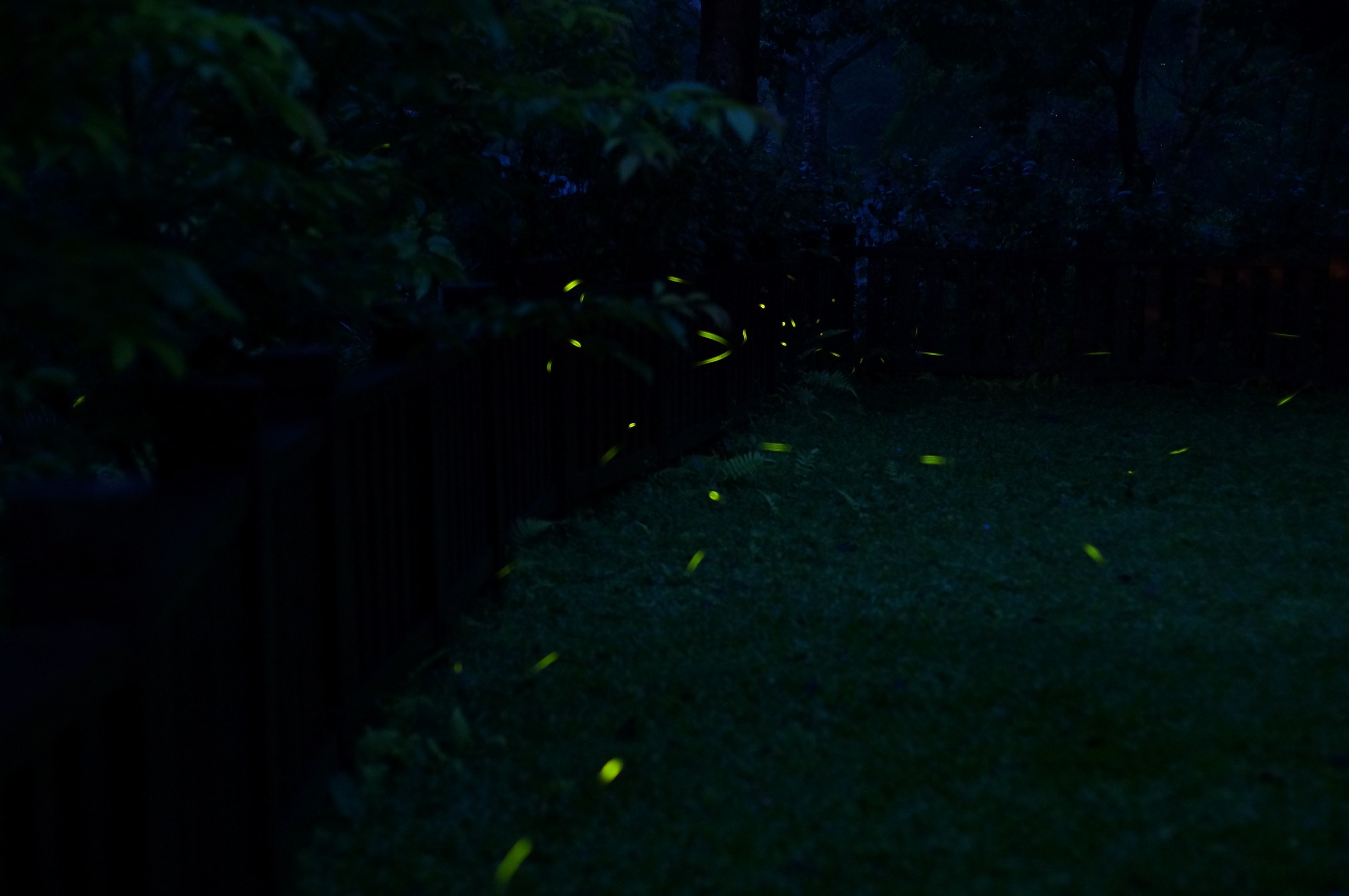 Twinkles of Hope | Silent Sparks