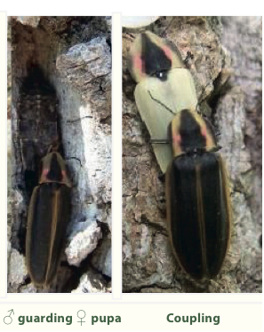 Pyractomena Strangeness #3 | Silent Sparks