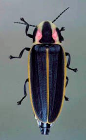 What kind of firefly am I? | Silent Sparks