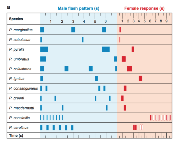 A Guide to Lightningbug Linguistics | Silent Sparks