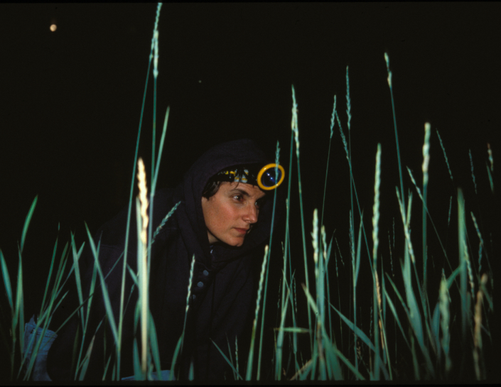 Silent Sparks | The Wondrous World of Fireflies